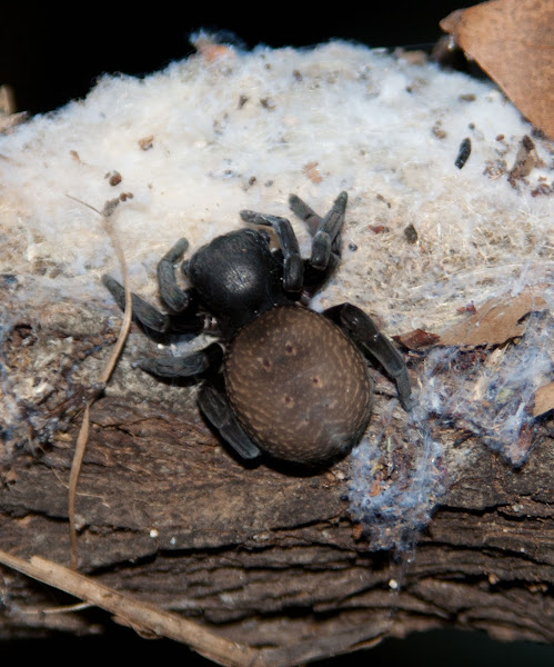 Tree Velvet Spider | Project Noah