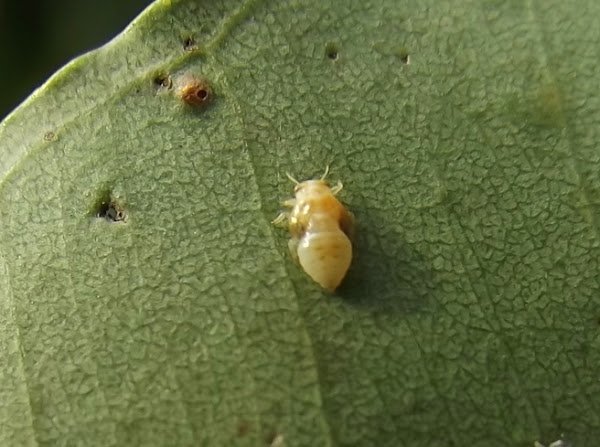 Lerps causing leaf coloration | Project Noah