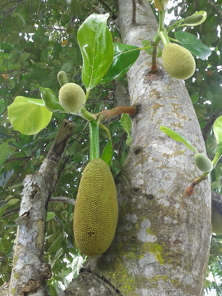 chempedak | Project Noah