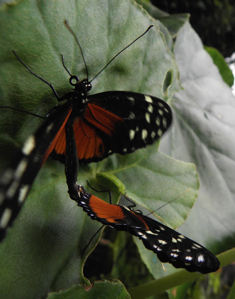 mating hecale longwings | Project Noah