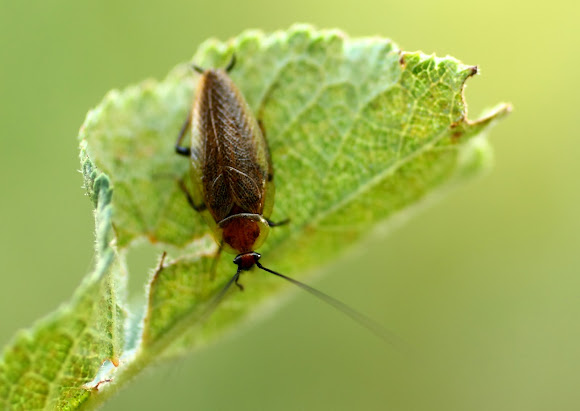 Forest Cockroach | Project Noah