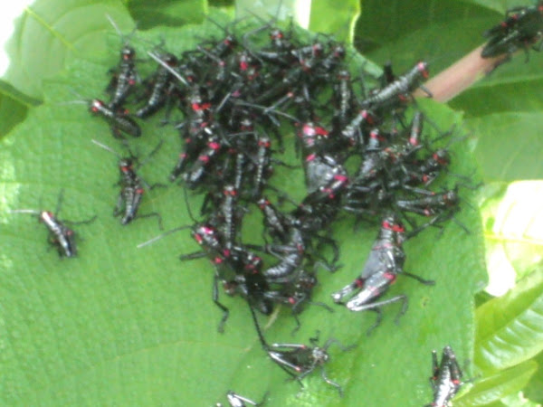 grilo preto | Project Noah