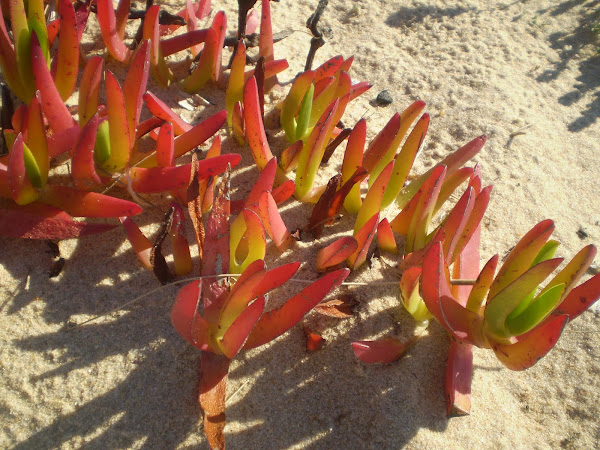 Chorão-das-praias | Project Noah