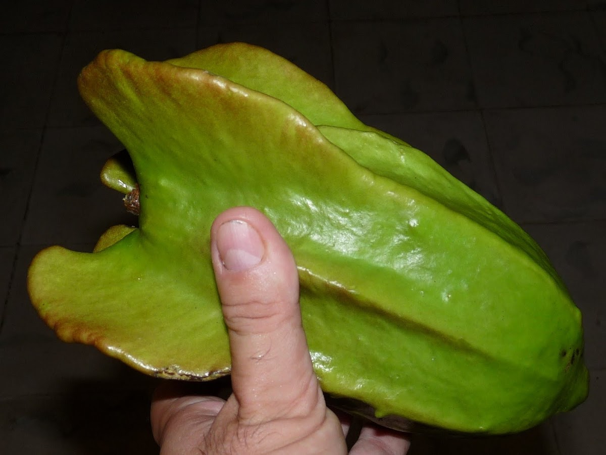 K'uun che' fruit | Project Noah