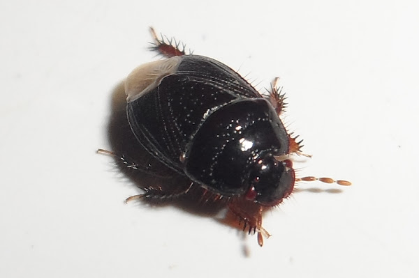 Burrowing bug | Project Noah