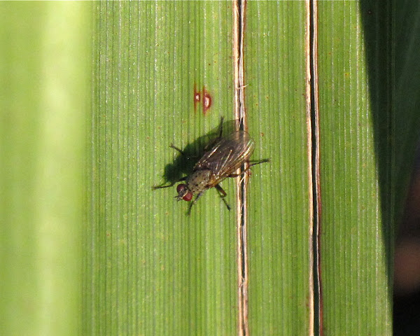 Muscid Fly | Project Noah