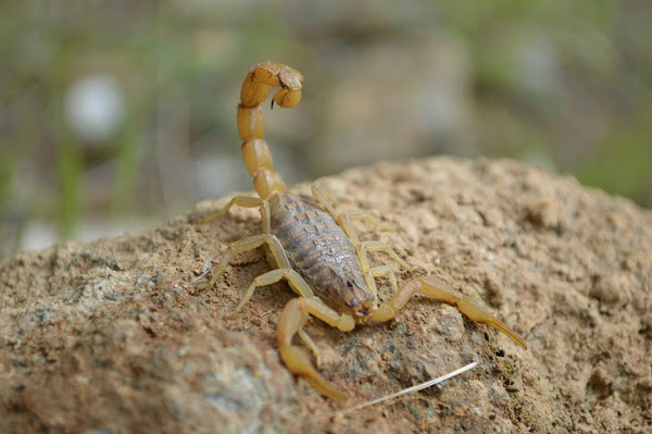 Mediterranean checkered scorpion | Project Noah