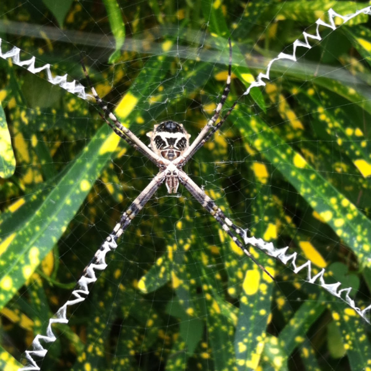 Argiope argentata | Project Noah