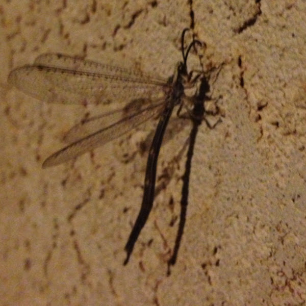 Antlion Life Cycle