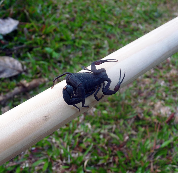 Scorpion - Alacrán | Project Noah