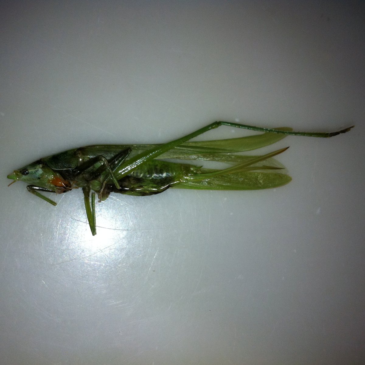 Green katydid | Project Noah