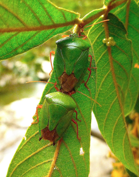 Camouflaged Stink Bugs | Project Noah