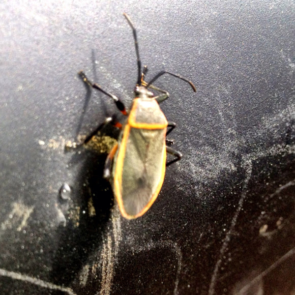 Bordered Plant Bug | Project Noah