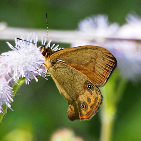 Common Brown Ringlet | Project Noah