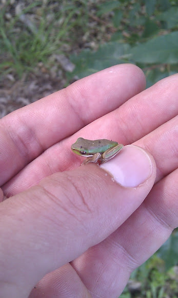 Baby Blue Tree Frog