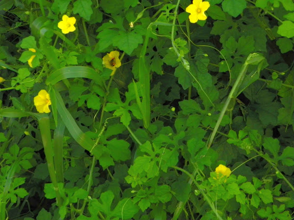 Wild Balsam Apple | Project Noah