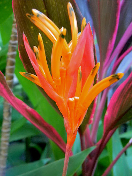 parrot's beak heliconia | Project Noah