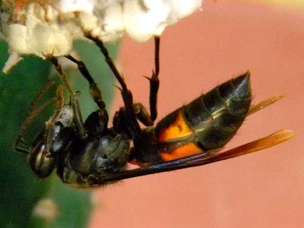 greater banded hornet preying on wasp larvae | Project Noah