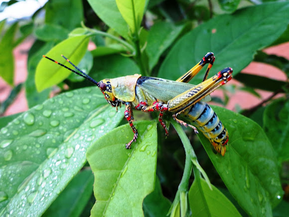 Elegant grasshopper | Project Noah