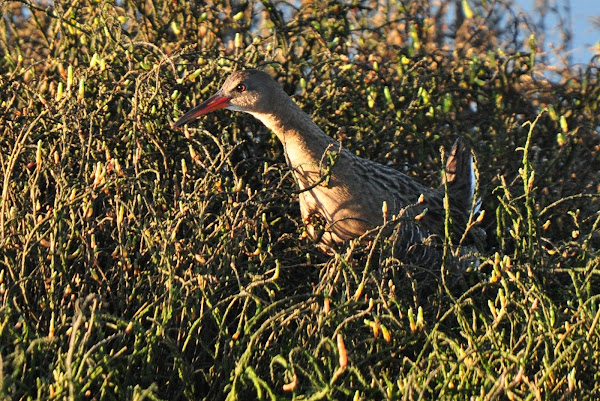 Clapper Rail | Project Noah