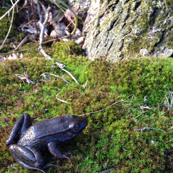 Green frog | Project Noah