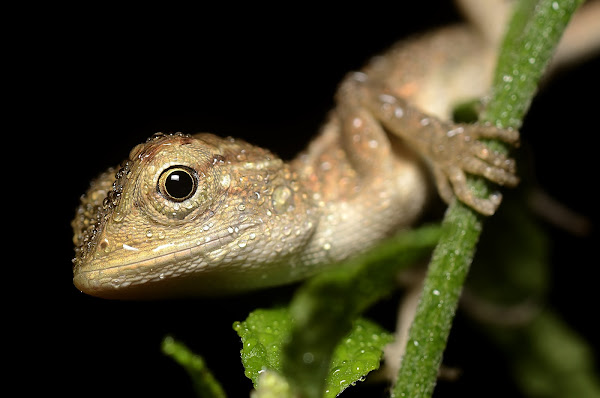 Oriental garden lizard Baby | Project Noah