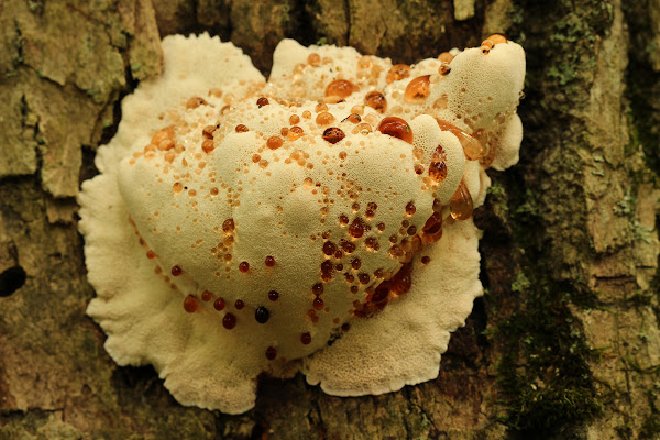 Bleeding Tooth Fungus | Project Noah