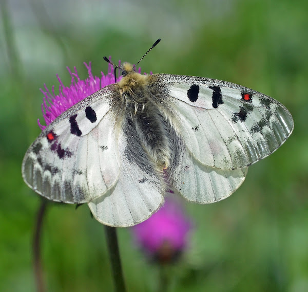 Phoebus Apollo - Alpen Apollo | Project Noah