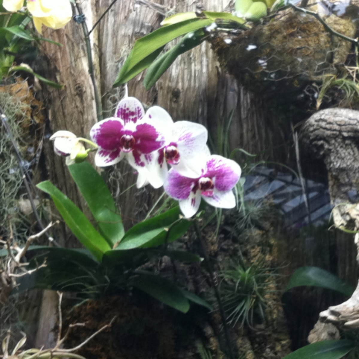 Moth Orchid | Project Noah