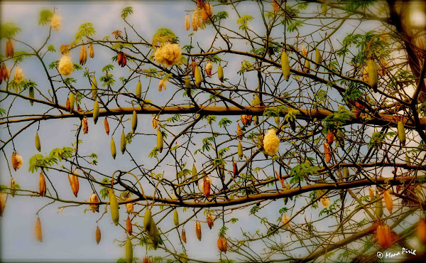Kapok Tree | Project Noah