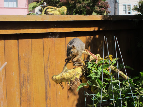 Acrobatic Fox Squirrel eating sunflower seeds | Project Noah