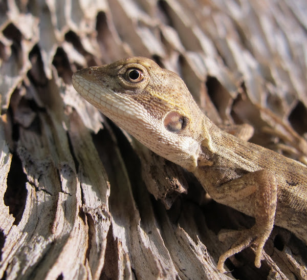 Tata Lizard | Project Noah