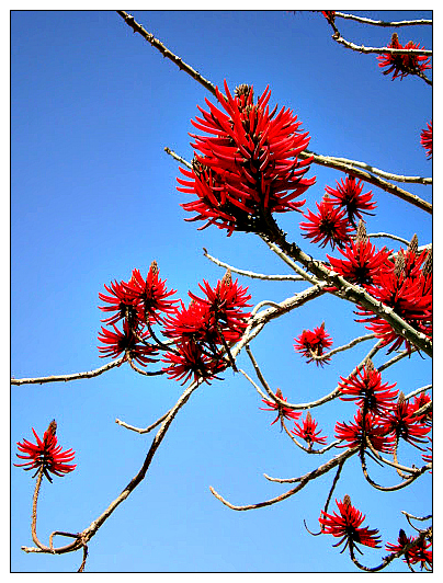 Flame Coral Tree. | Project Noah