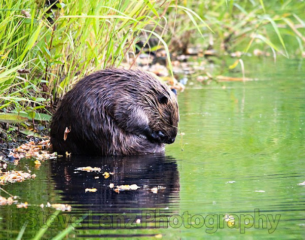 North American Beaver | Project Noah