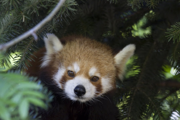 Red Panda | Project Noah