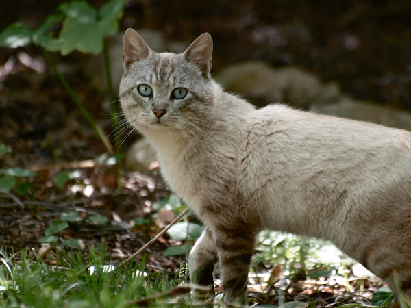 Wild cat hybrid/feral cat | Project Noah