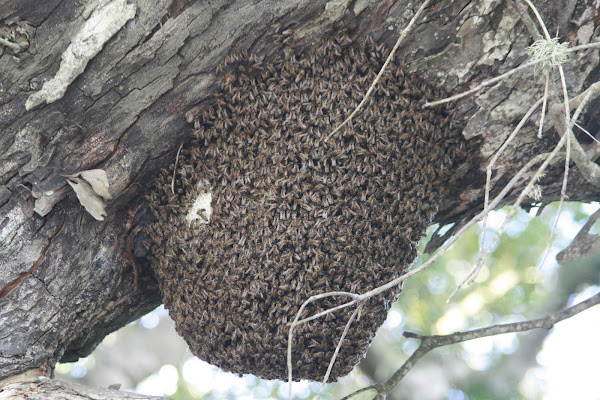 Cape Honey Bee | Project Noah