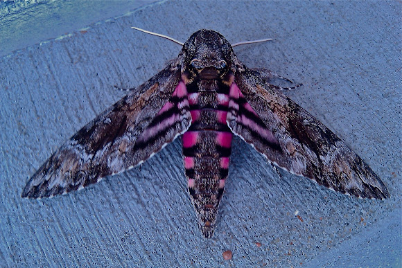 Carolina Pink Spotted Sphinx moth | Project Noah
