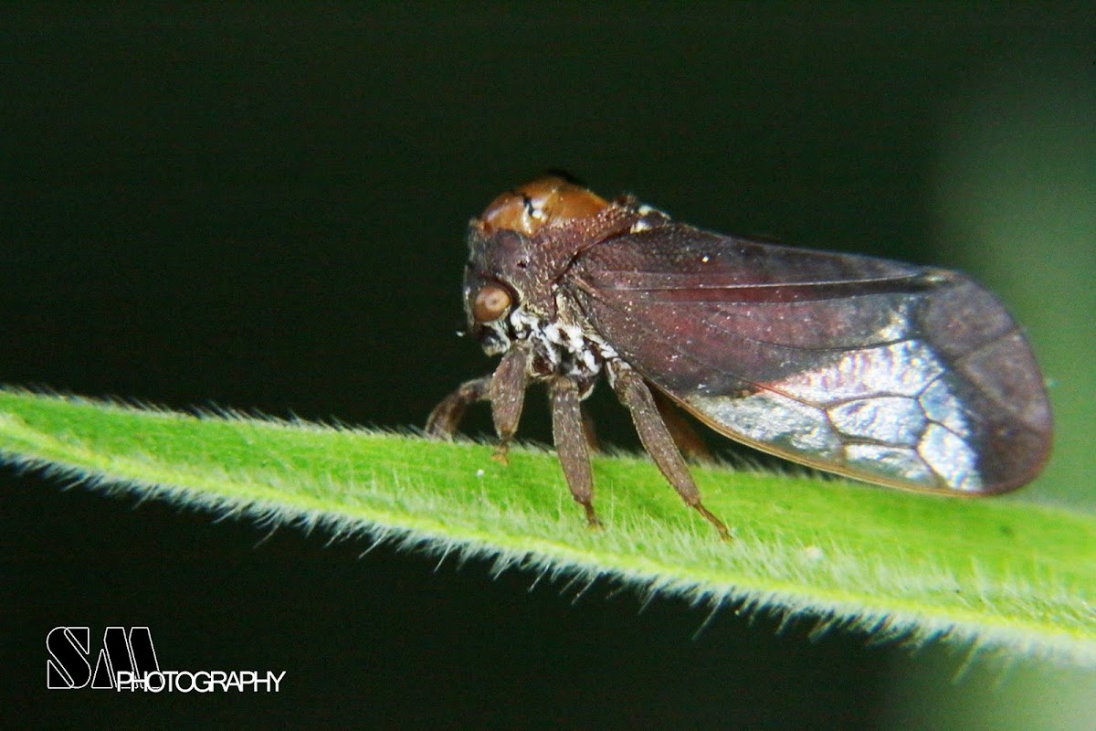 Endoiastine treehopper | Project Noah