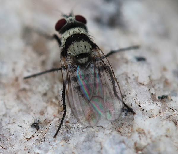 Zebra fly | Project Noah