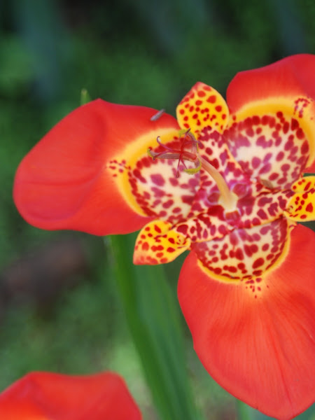 Tiger Flower or Flor del Jaguar | Project Noah
