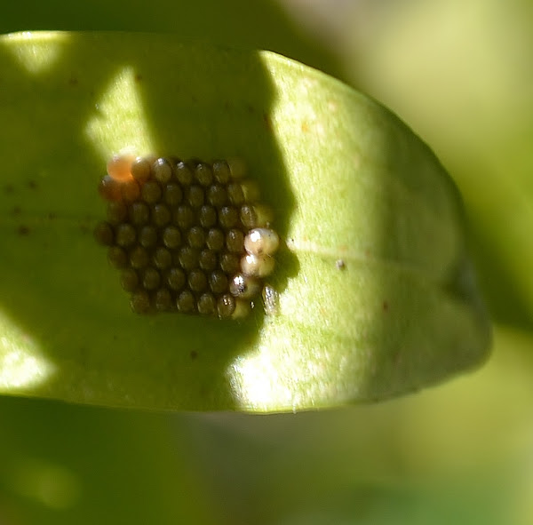 Shield Bug Eggs | Project Noah