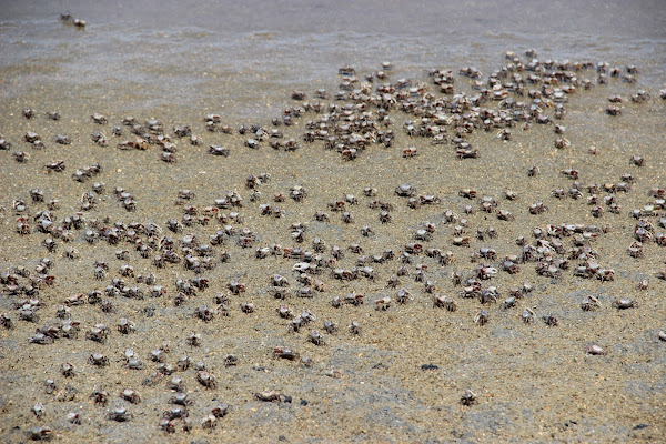Atlantic Sand Fiddler Crab | Project Noah