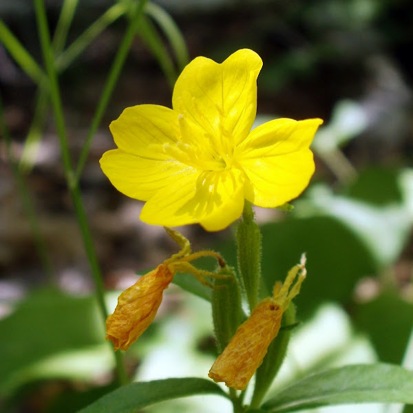 Small Sundrops | Project Noah