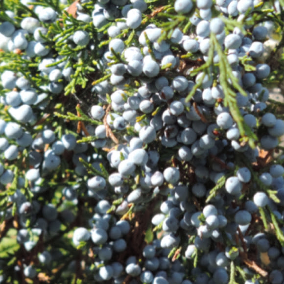 Eastern Red Cedar berries | Project Noah