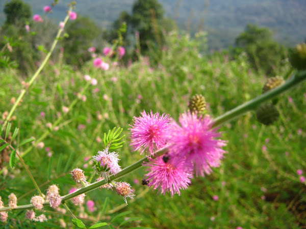 Sensitive Briar | Project Noah