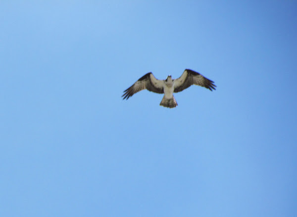 Osprey | Project Noah