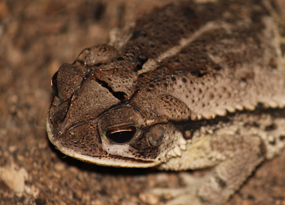 Gulf Coast Toad | Project Noah