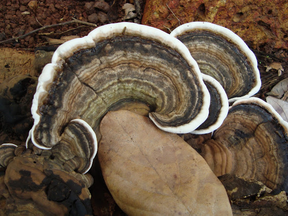 Ganoderma applanatum | Project Noah