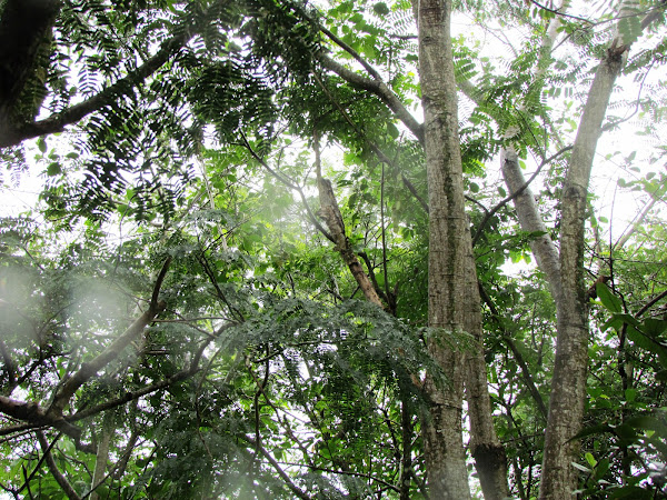 Common Potoo | Project Noah